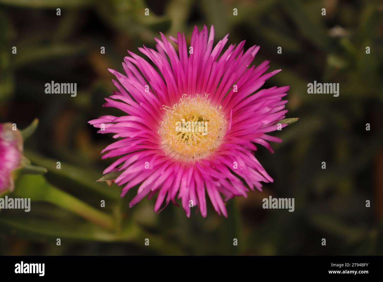 Carpobrotus edulis or hottentot fig has beautiful pink flowers Stock ...