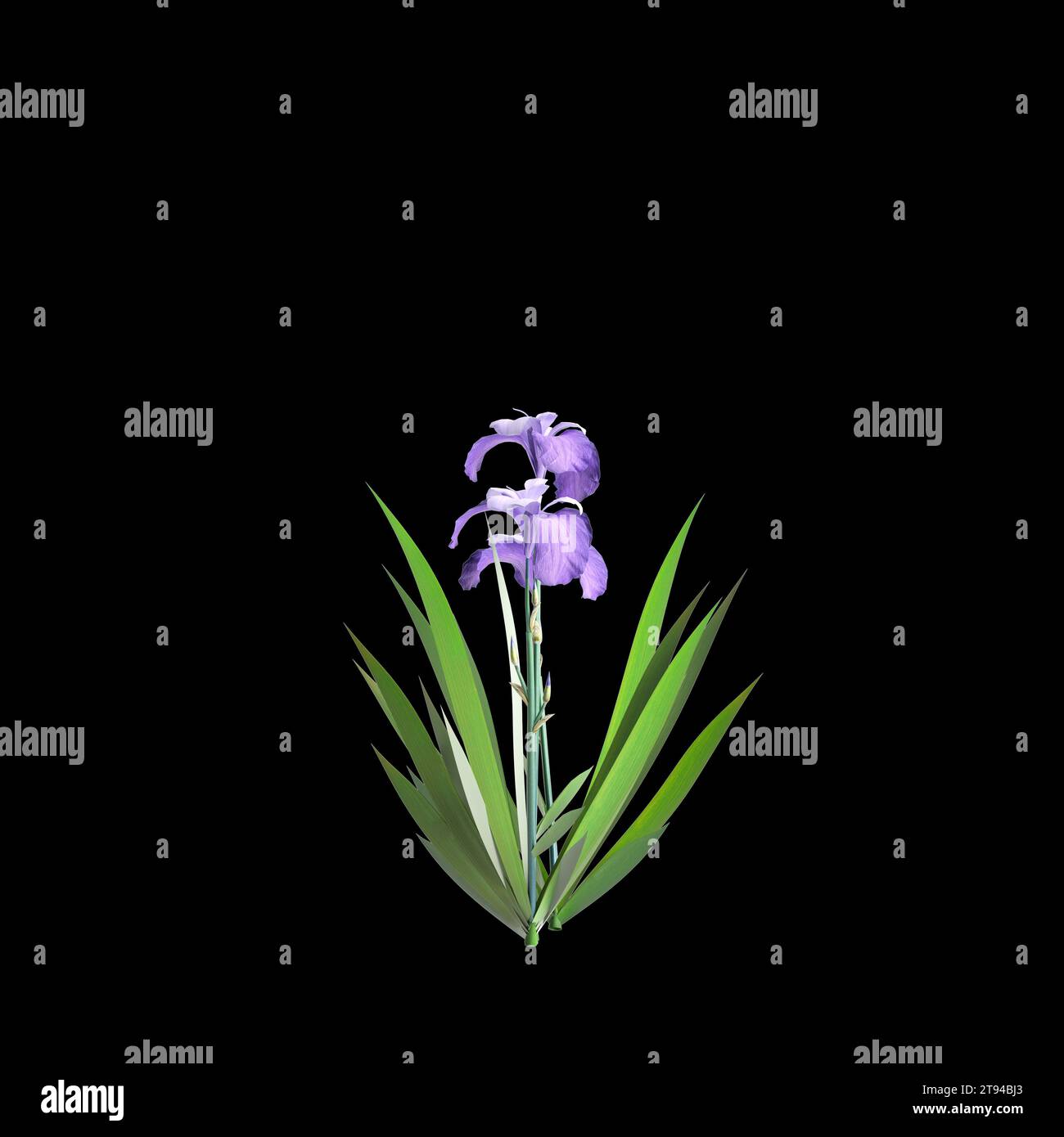 3d illustration of Iris pallida bush isolated black background Stock ...