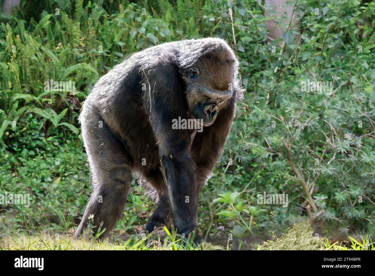 Western lowland silverback gorilla walking though nature background ...