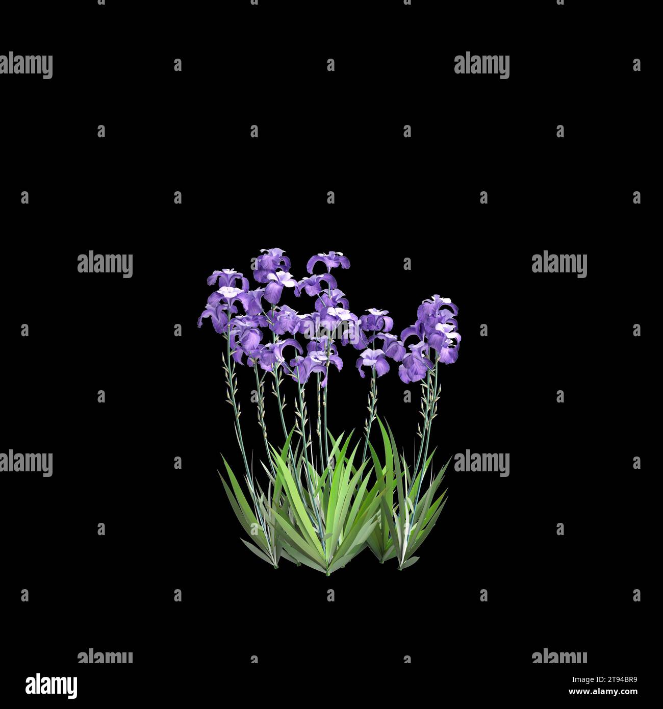 3d illustration of Iris pallida bush isolated black background Stock ...