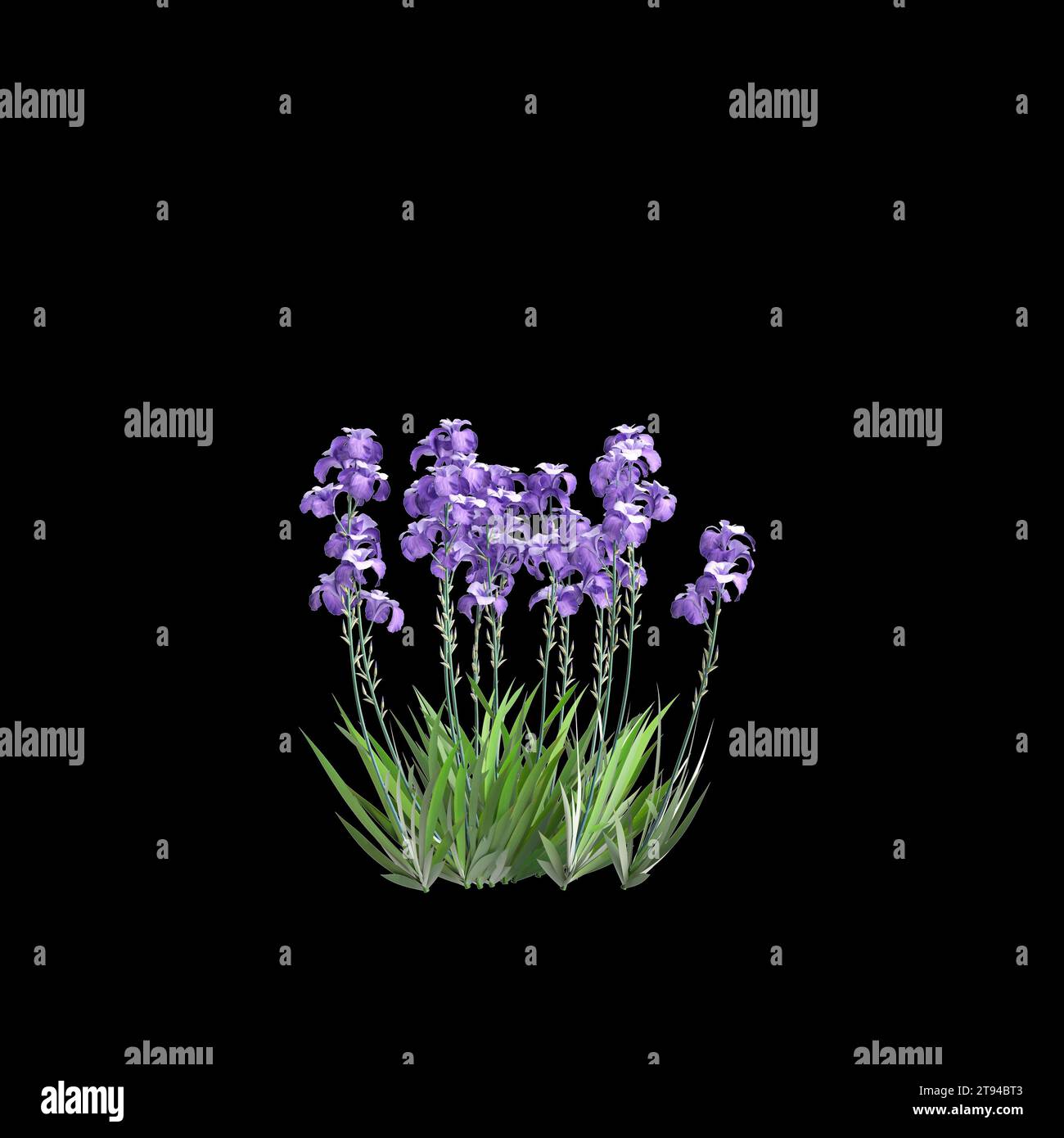 3d illustration of Iris pallida bush isolated black background Stock ...