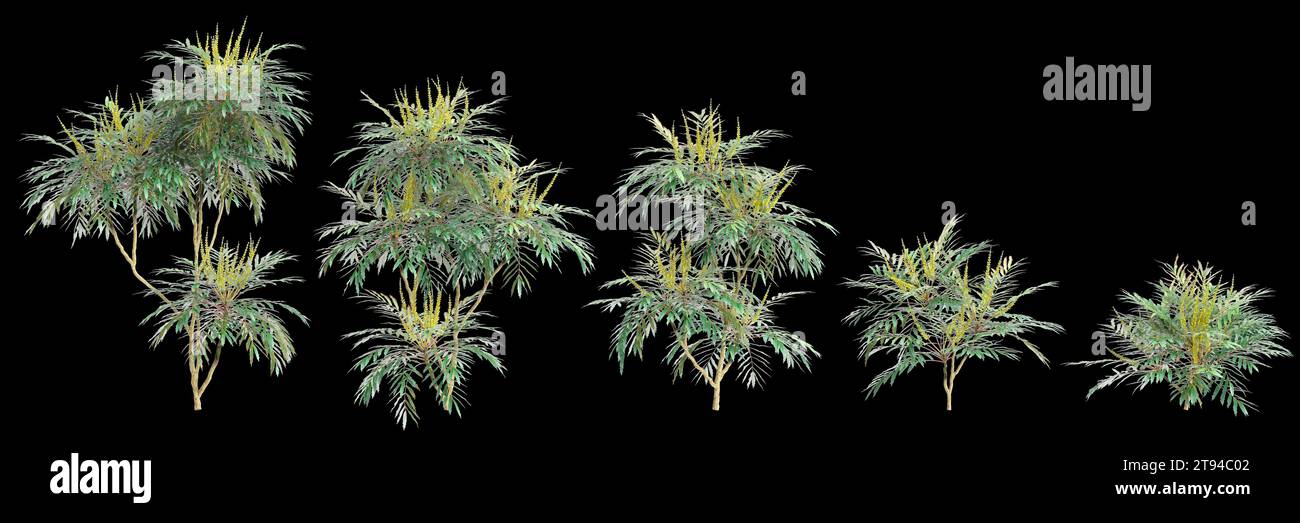 3d illustration of set Mahonia confusa tree isolated on black ...