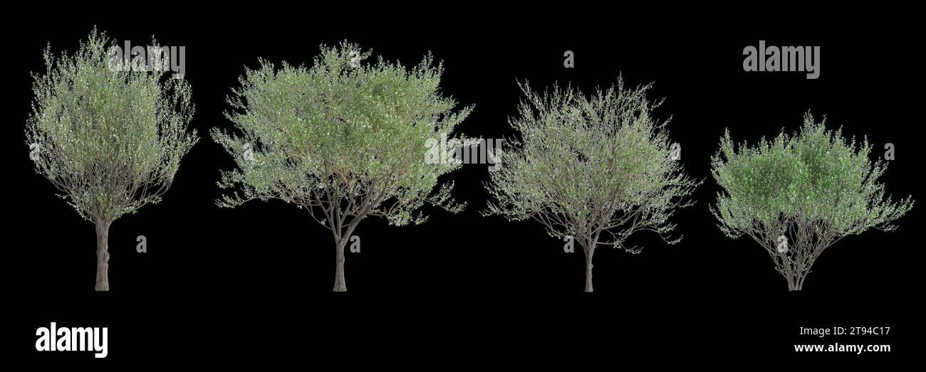 3d illustration of set Salix caprea tree isolated black background ...