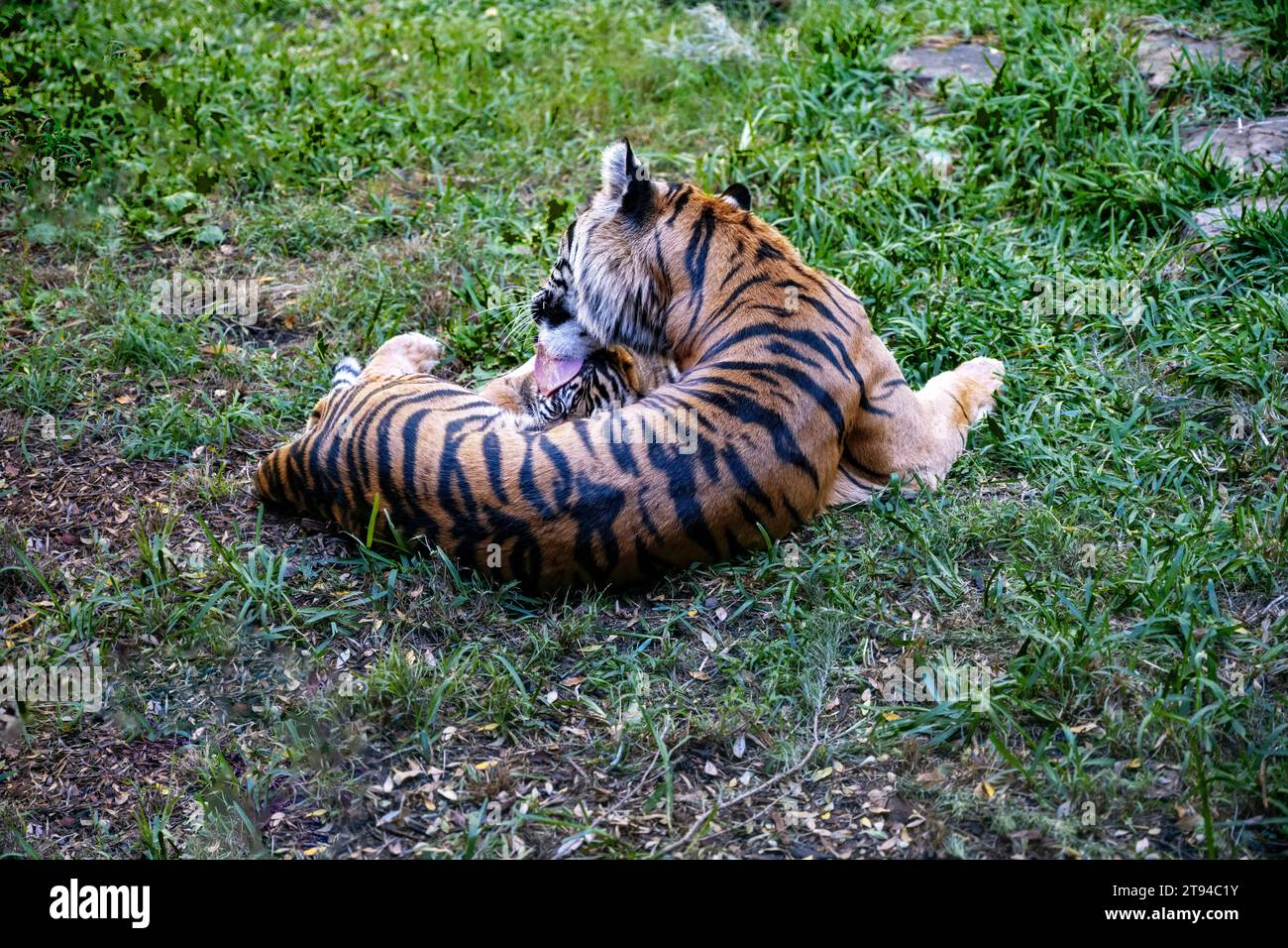 Tiger (Panthera leo) licking baby cub, relaxing on the grass Stock ...