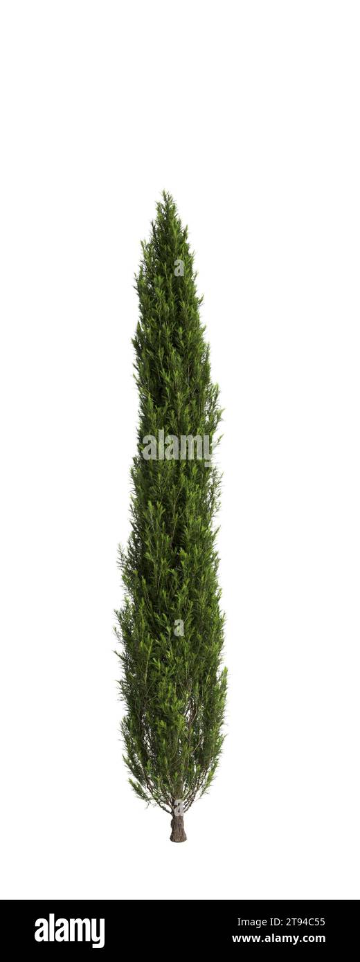 3d illustration of Cupressus sempervirens tree isolated white ...
