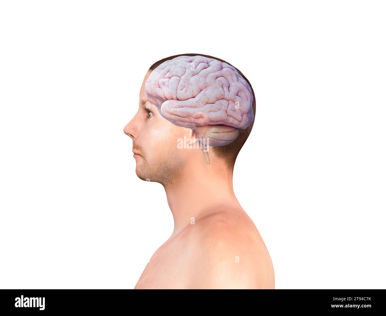 Human Brain Isolated Within Man's Head, Side View, 3D Rendering ...