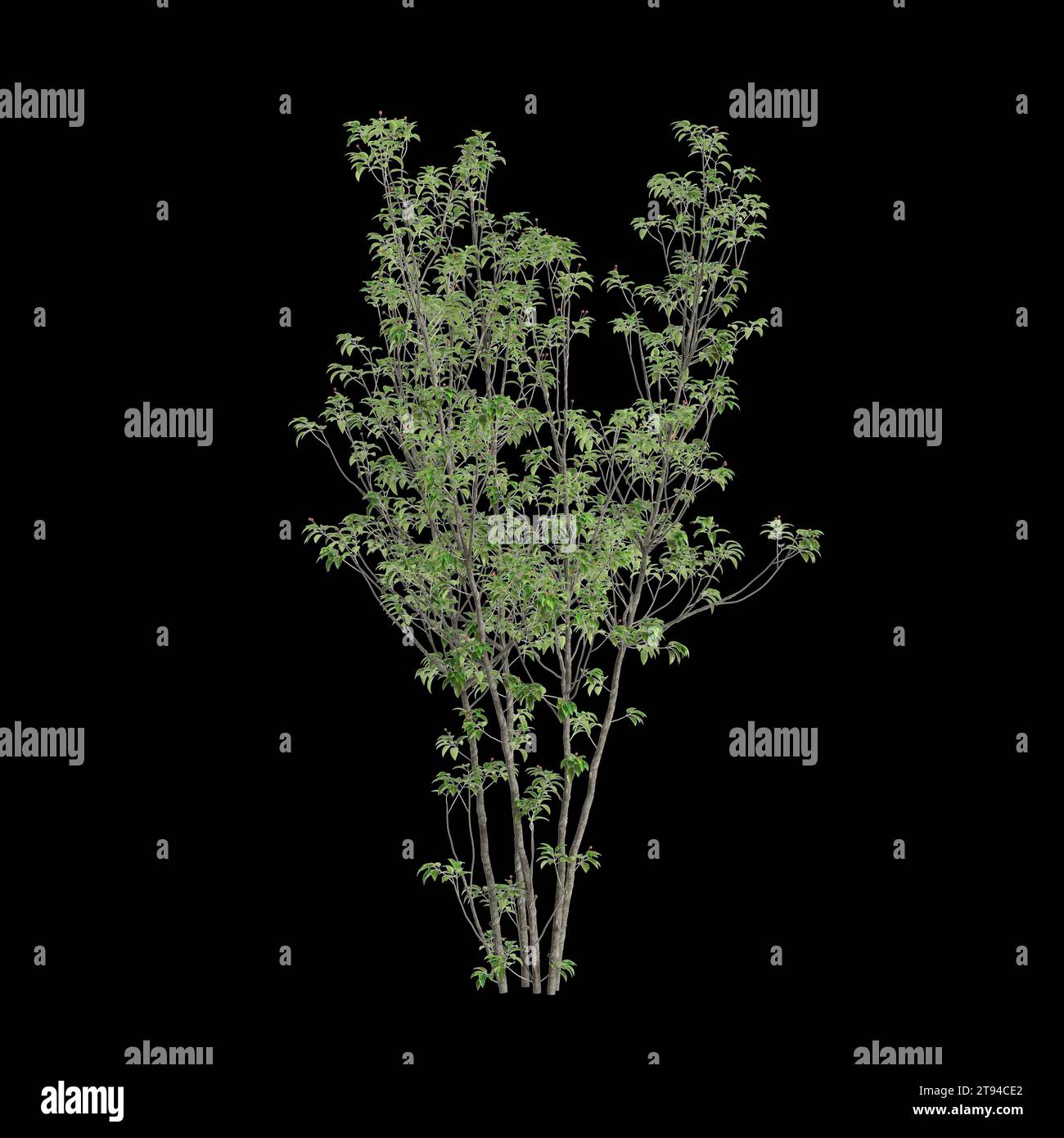 3d illustration of Ilex pedunculosa tree isolated on black background ...