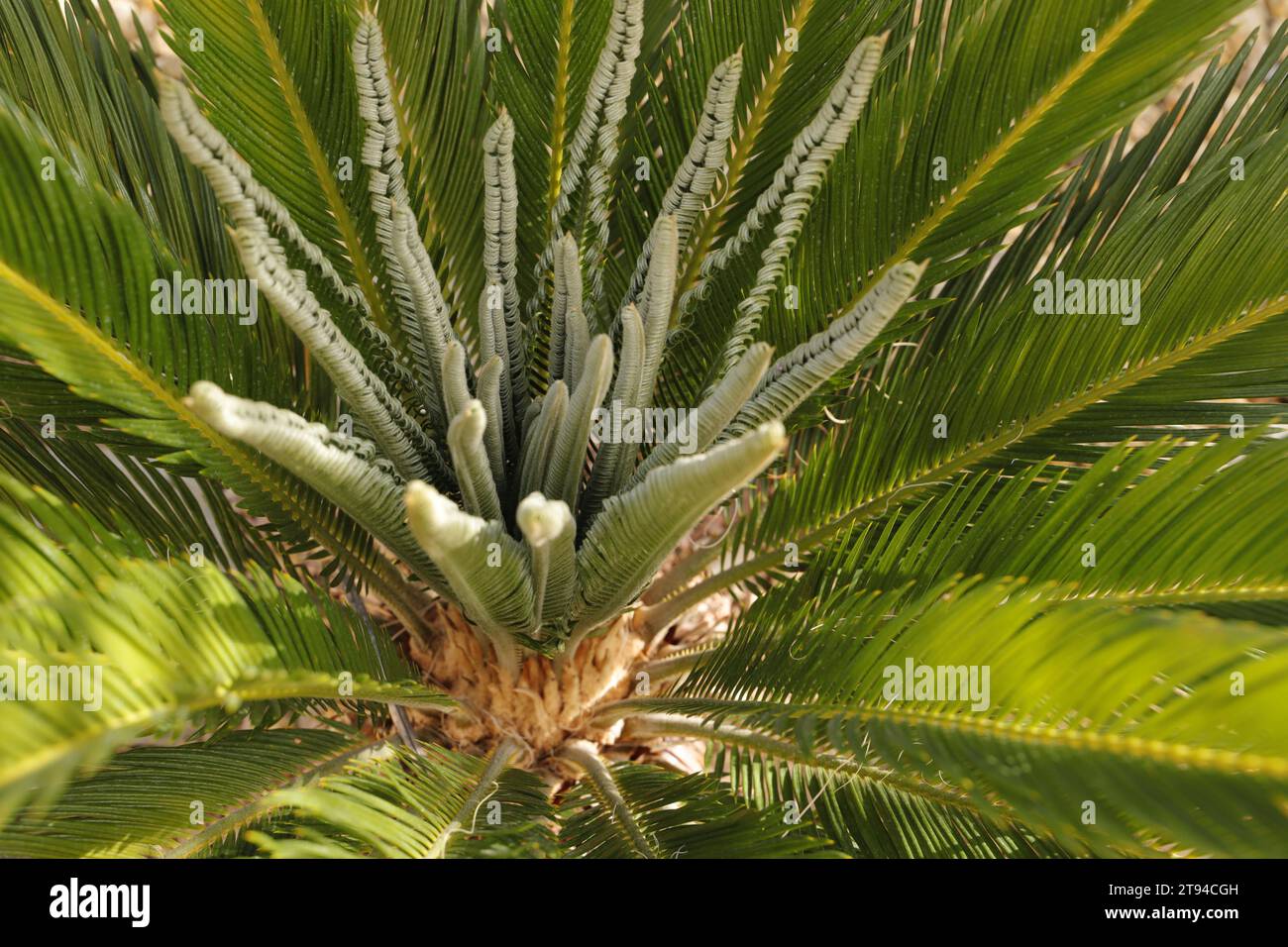 Beautiful Cycas Palma tree in close up Stock Photo - Alamy