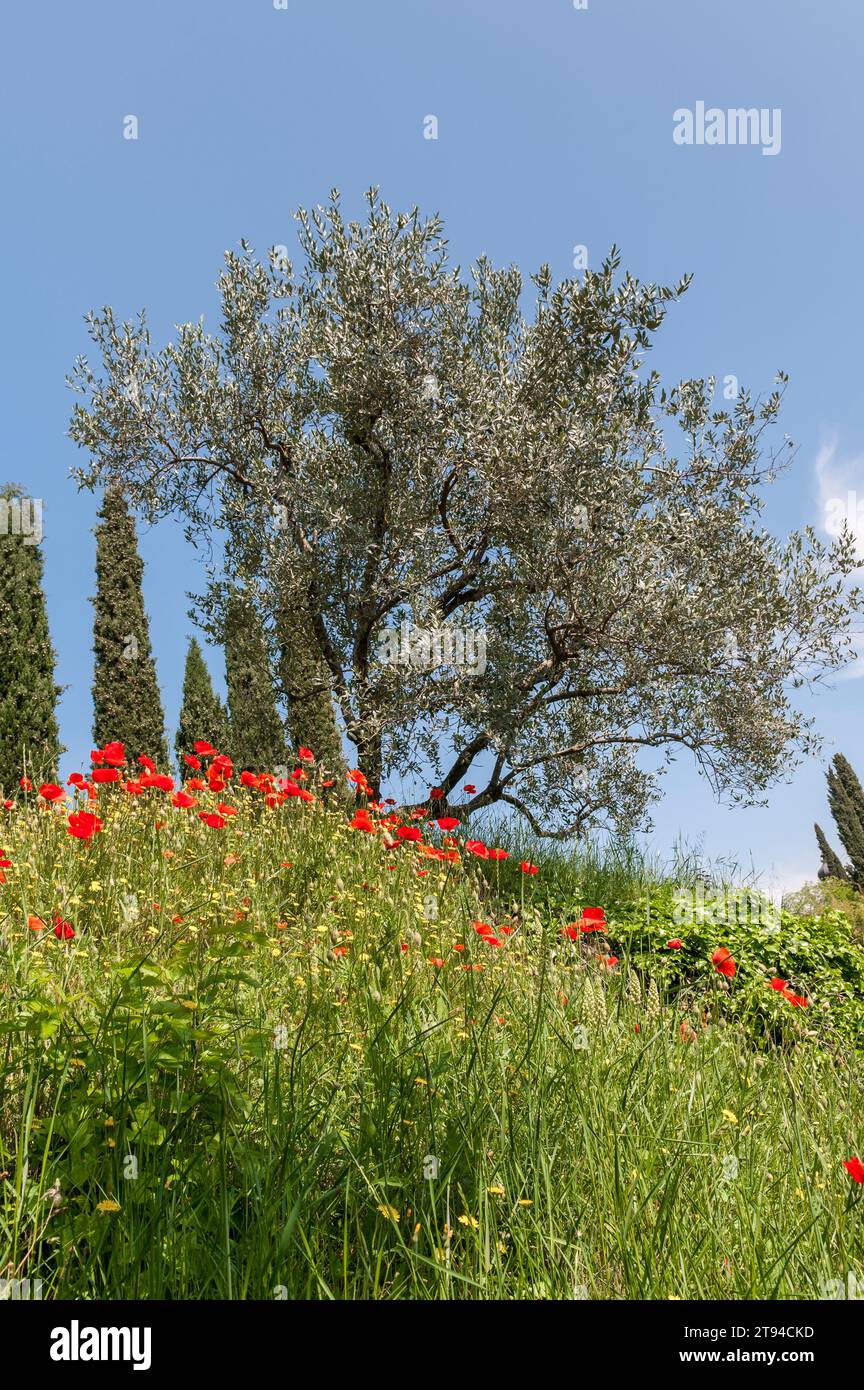 A blue sky, scarlet field poppies, cypresses and an old olive tree - a ...