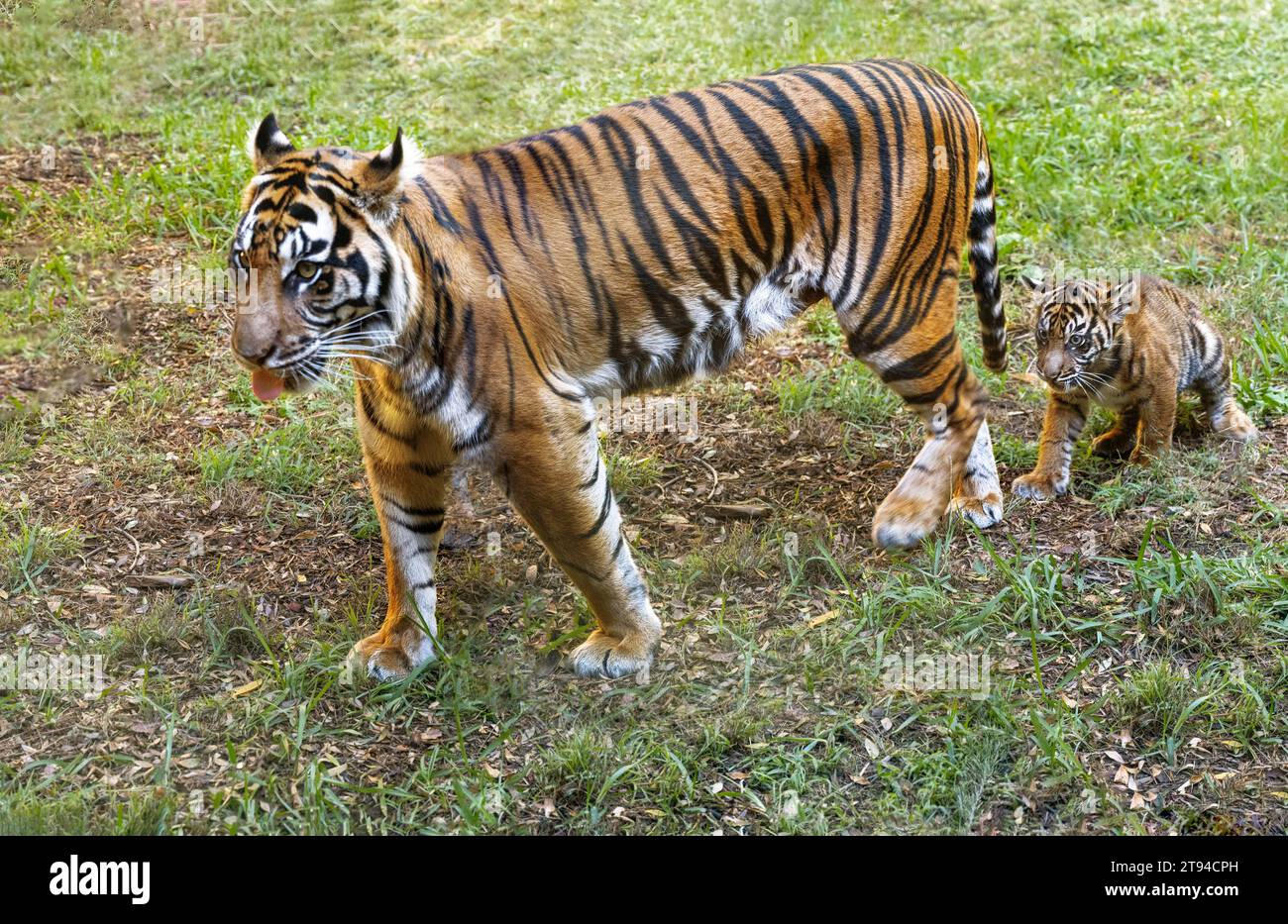 Tiger (Panthera leo) with baby cub following her Stock Photo - Alamy