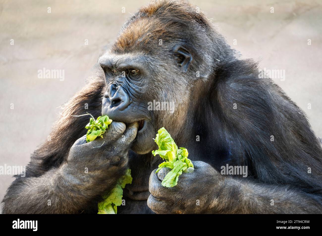 Closeup portrait of a western lowland silverback gorilla eating lettuce. Lunch at the zoo Stock ...