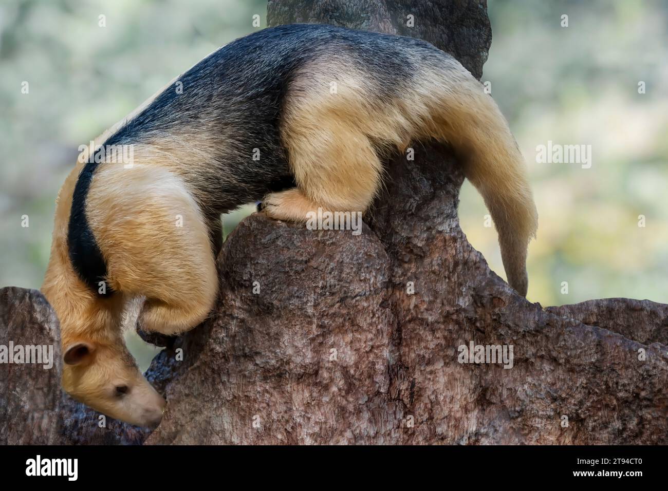 Southern Tamandua (Tamandua tetradactyla), also known as Collared ...