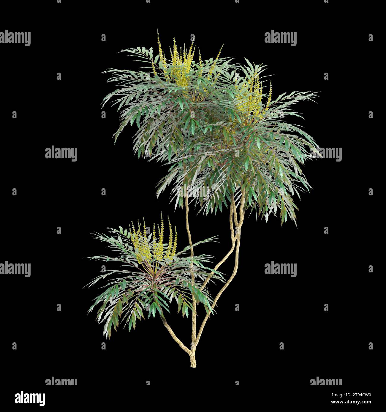 3d illustration of Mahonia confusa tree isolated on black background ...