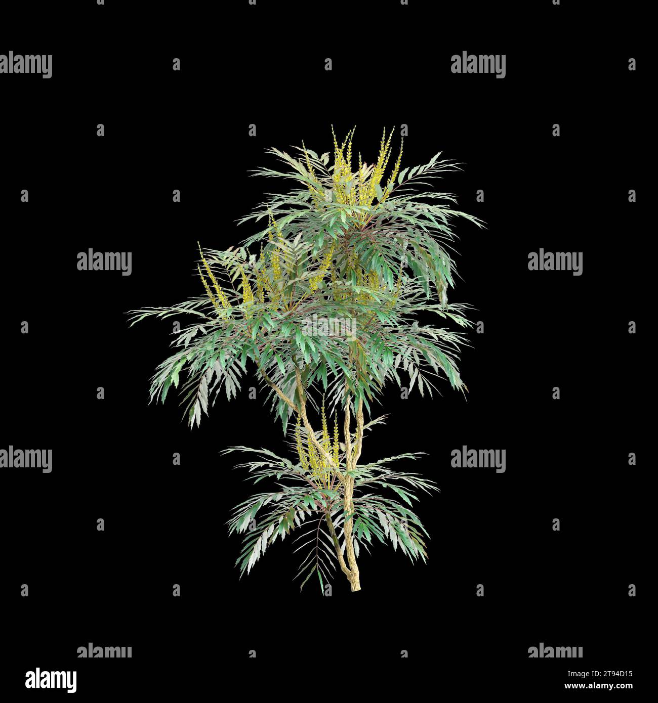 3d illustration of Mahonia confusa tree isolated on black background ...