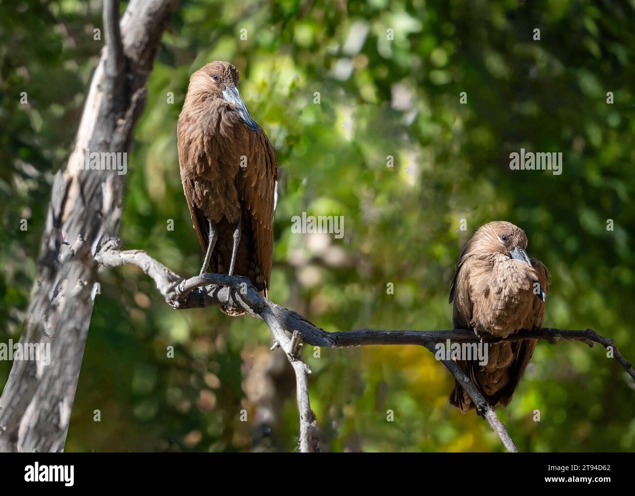 Two hamerkop (Scopus umbretta) birds on a tree branch. A brown water ...