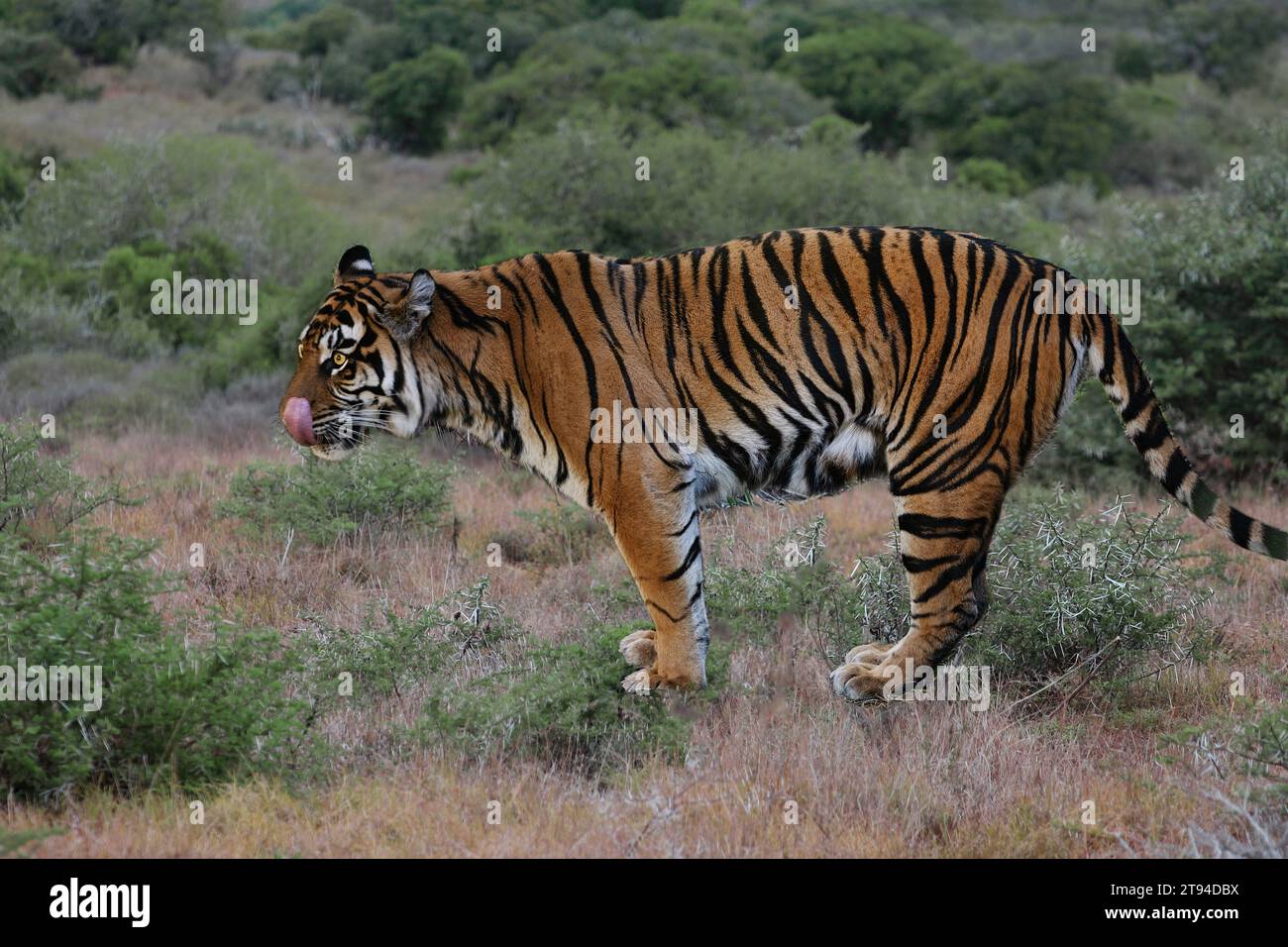 Tiger walking profile hi-res stock photography and images - Alamy