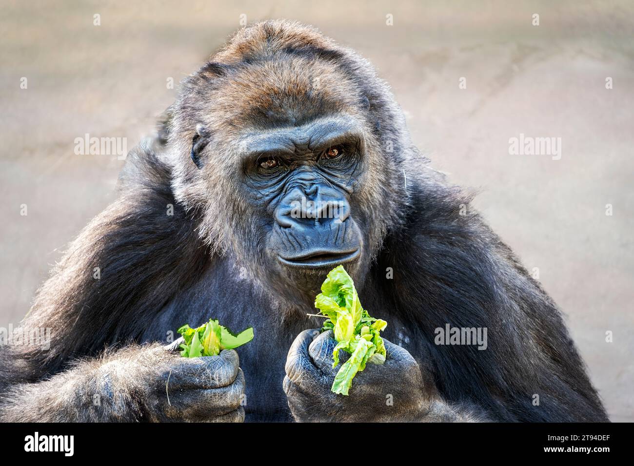 Closeup portrait of a western lowland silverback gorilla eating lettuce ...