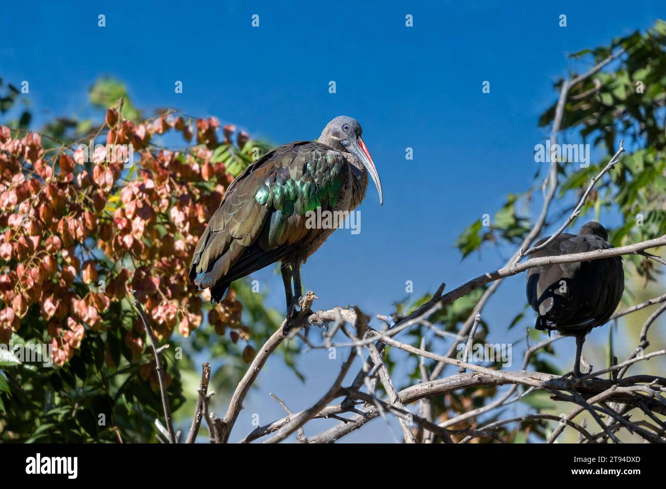 Hadada Ibis, Bostrychia hagedash, bird with long bill sitting on a tree ...