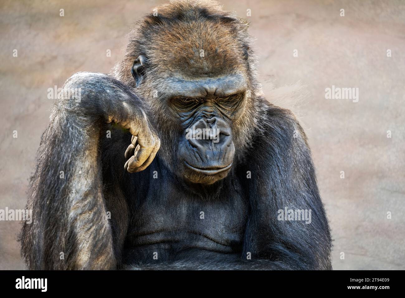 Closeup portrait of a western lowland silverback gorilla sitting and ...