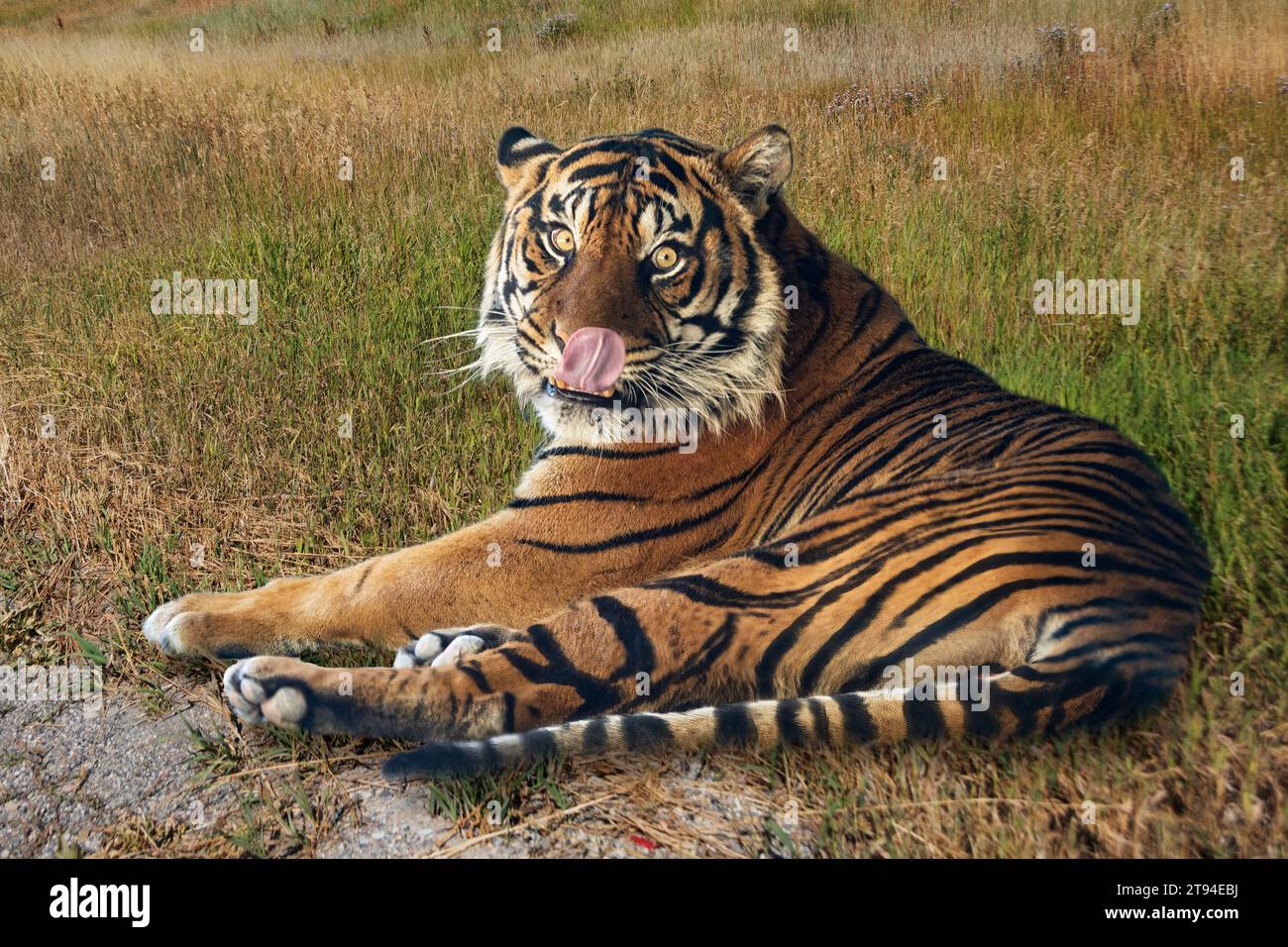 Leo and tiger hi-res stock photography and images - Alamy