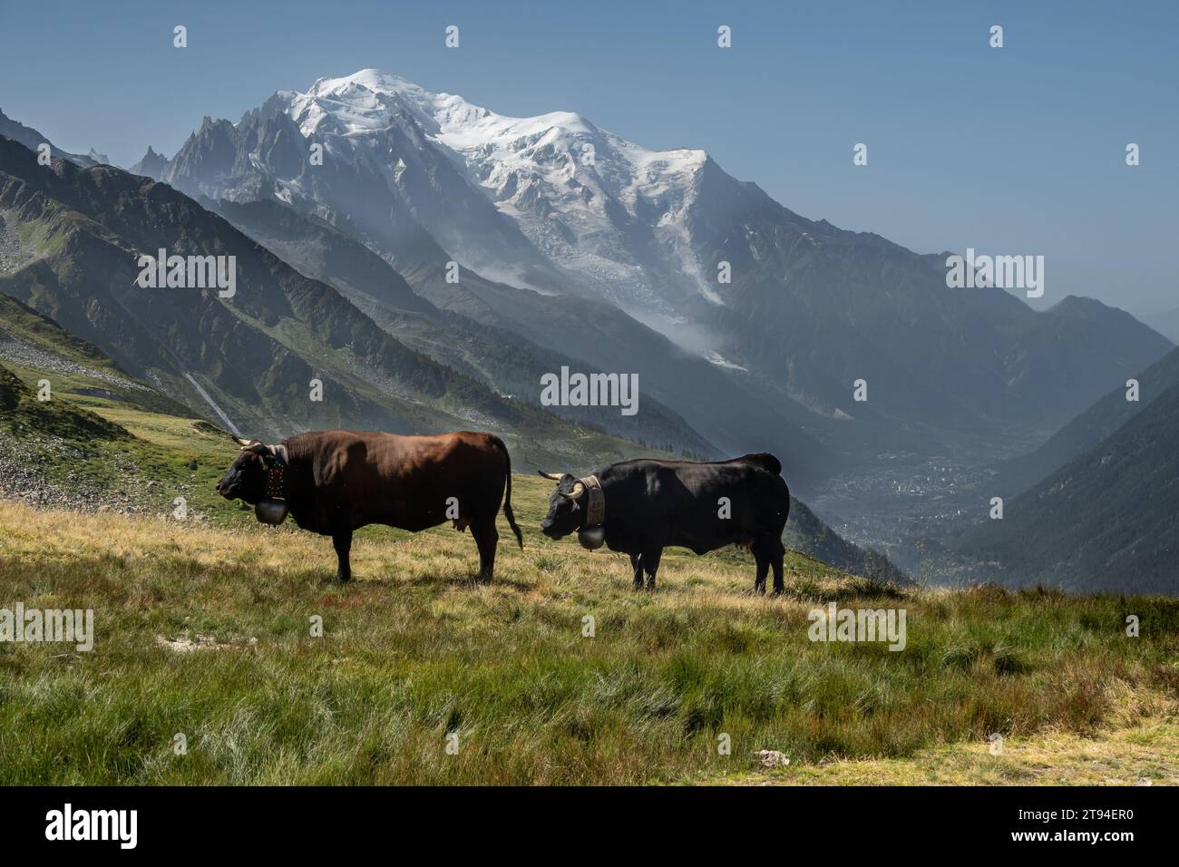 Free roaming cows in the snow hi-res stock photography and images - Alamy
