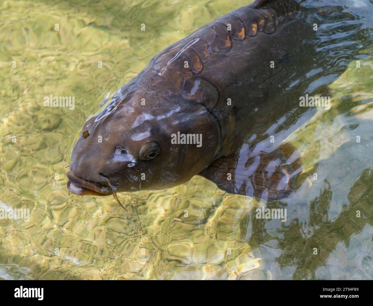 Carp swimming in clear water in a pond Stock Photo - Alamy