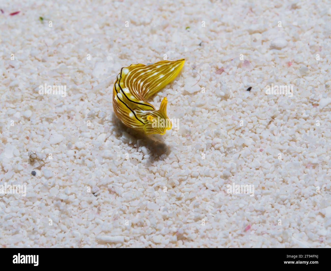A bright yellow spiral-shaped object sits on the sandy beach ...