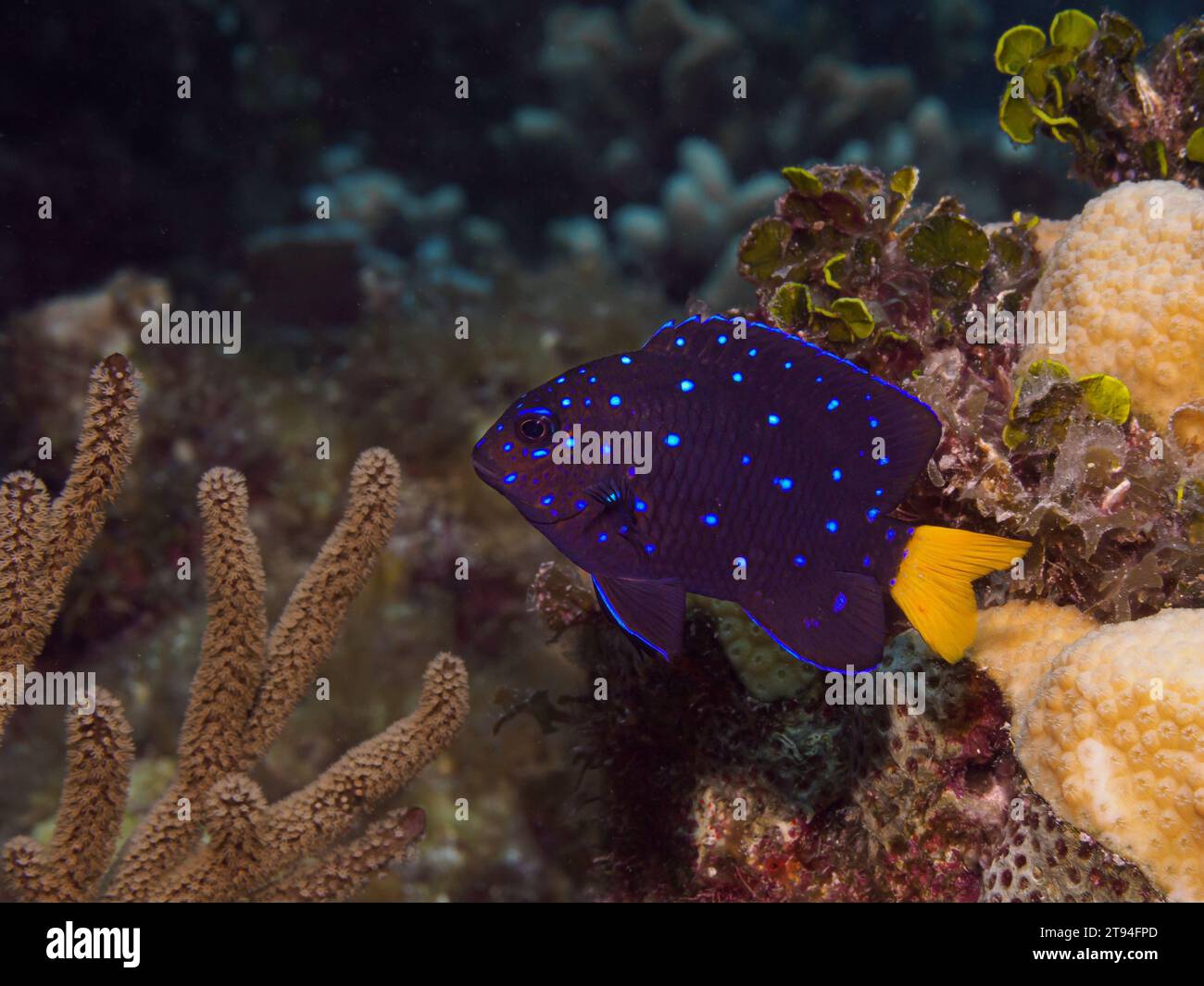 This stunning underwater image captures a beautiful tropical fish, with ...