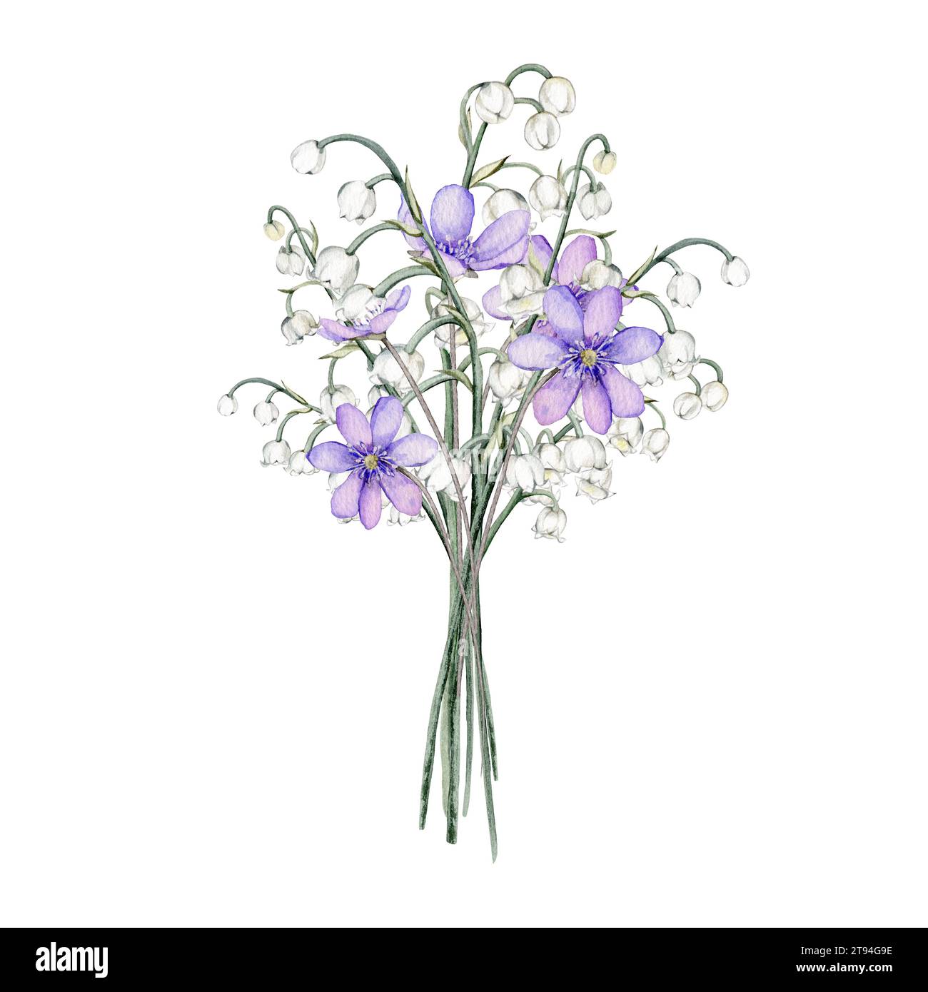 Mayflower Plant Drawing