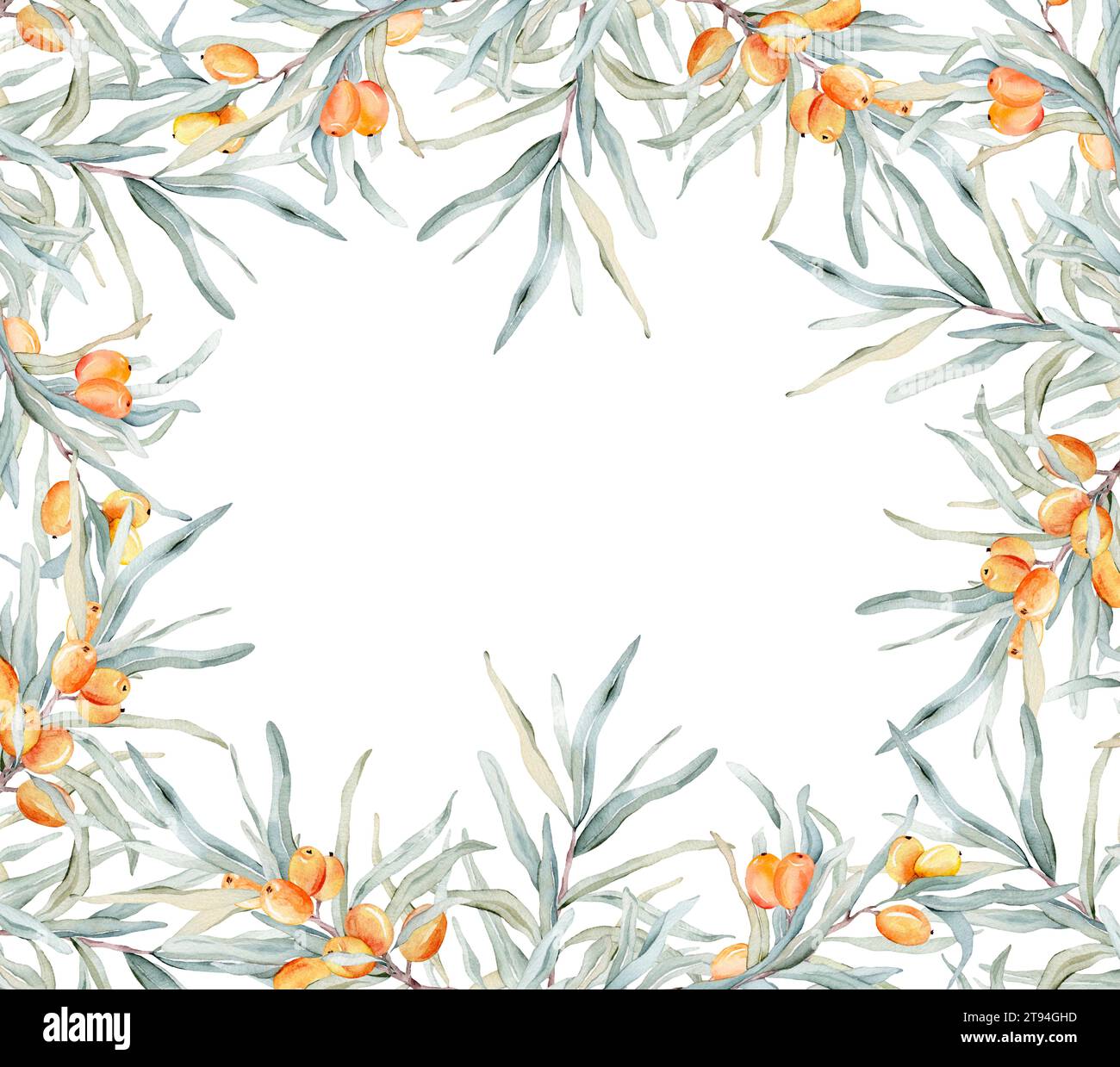 Sea buckthorn frame. Watercolor illustration. On a white background ...