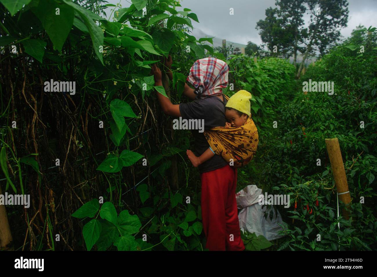 Ginting family hi-res stock photography and images - Alamy