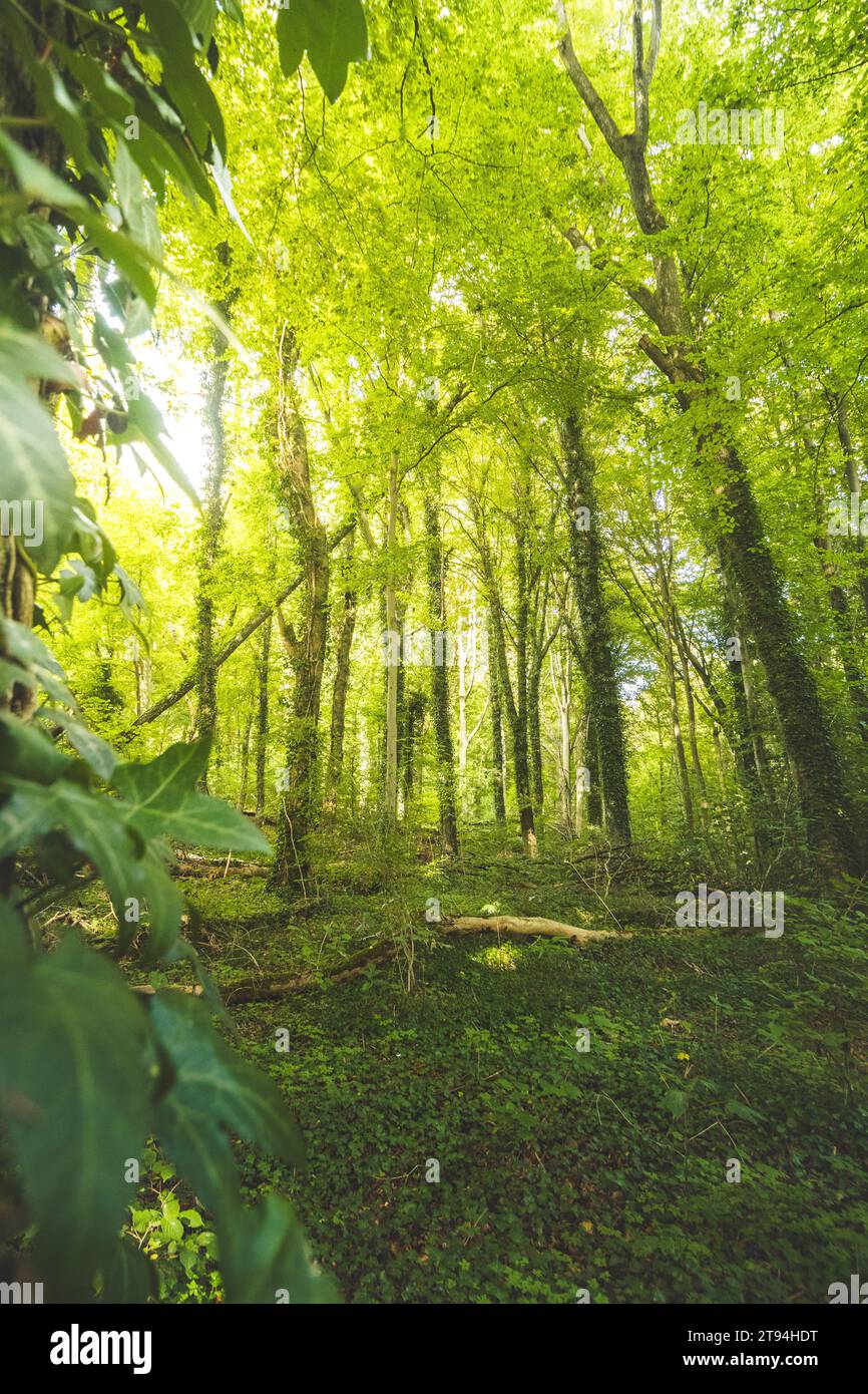 Sunset in a pristine deciduous forest in Hallerbos, Brabantse Wouden ...