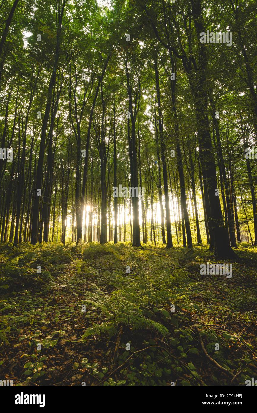 Sunset in a pristine deciduous forest in Hallerbos, Brabantse Wouden ...