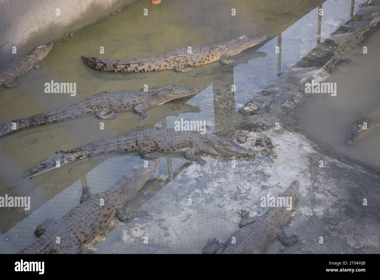 crocodile breeding centre at Karamjal in the Sundarbans Stock Photo - Alamy