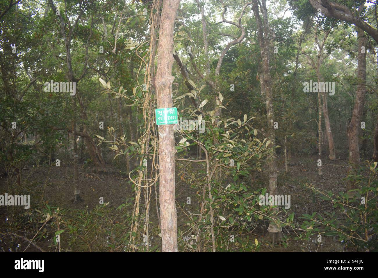 Sundari tree hi-res stock photography and images - Alamy