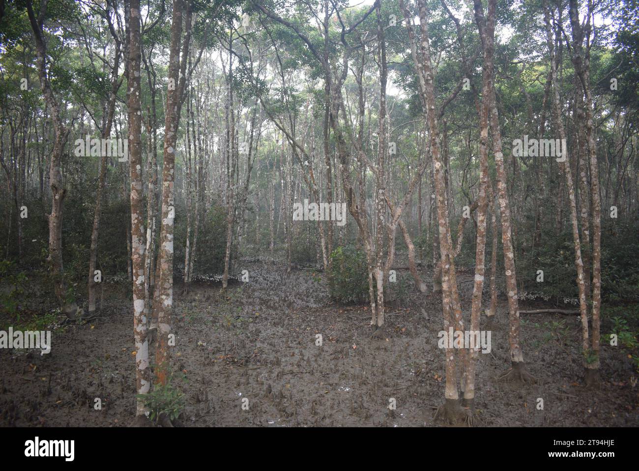 Sundari tree hi-res stock photography and images - Alamy