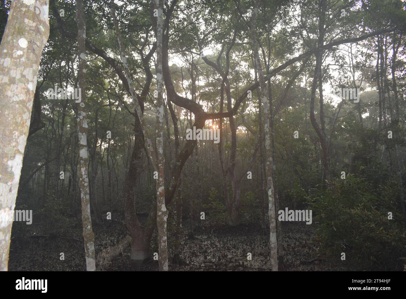 Sundari tree hi-res stock photography and images - Alamy