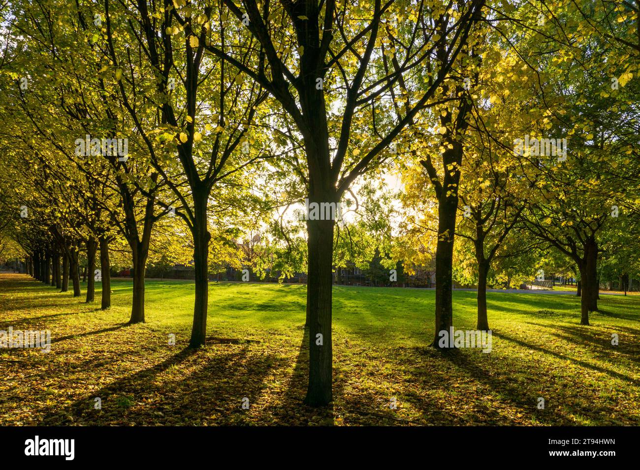 Avenues of autumn trees behind Christ Church, Port Sunlight Stock Photo ...