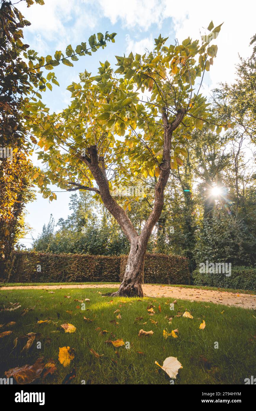 Autumn sunset in Rozentuin Park on the outskirts of Kortrijk. A small ...