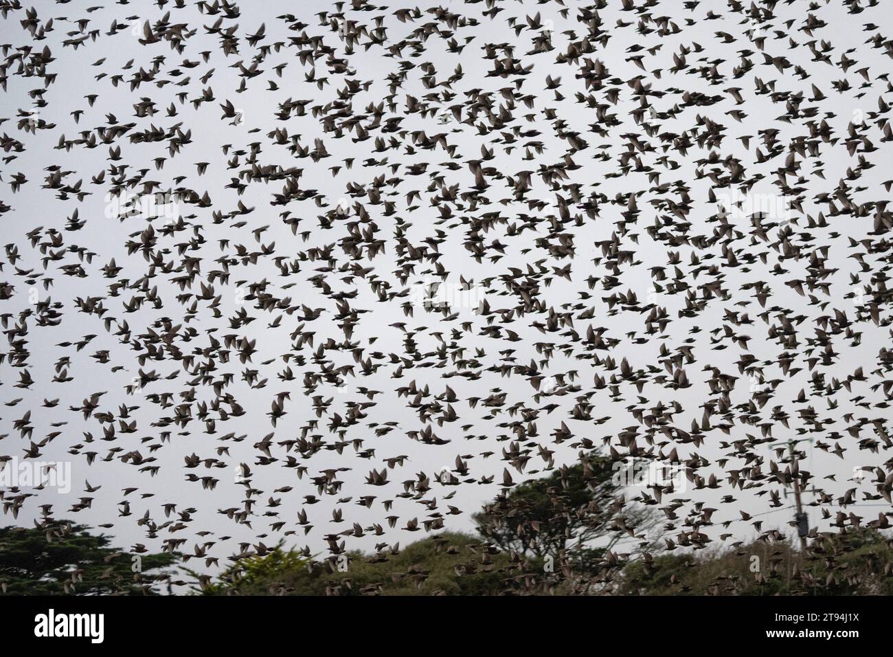 Helicopter in murmuration hi-res stock photography and images - Alamy
