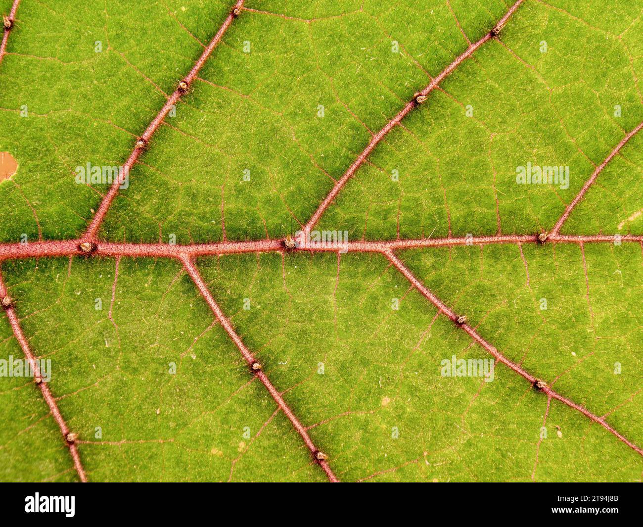 Macro photography of the veins and thorns of a solanum quitoense leaf ...