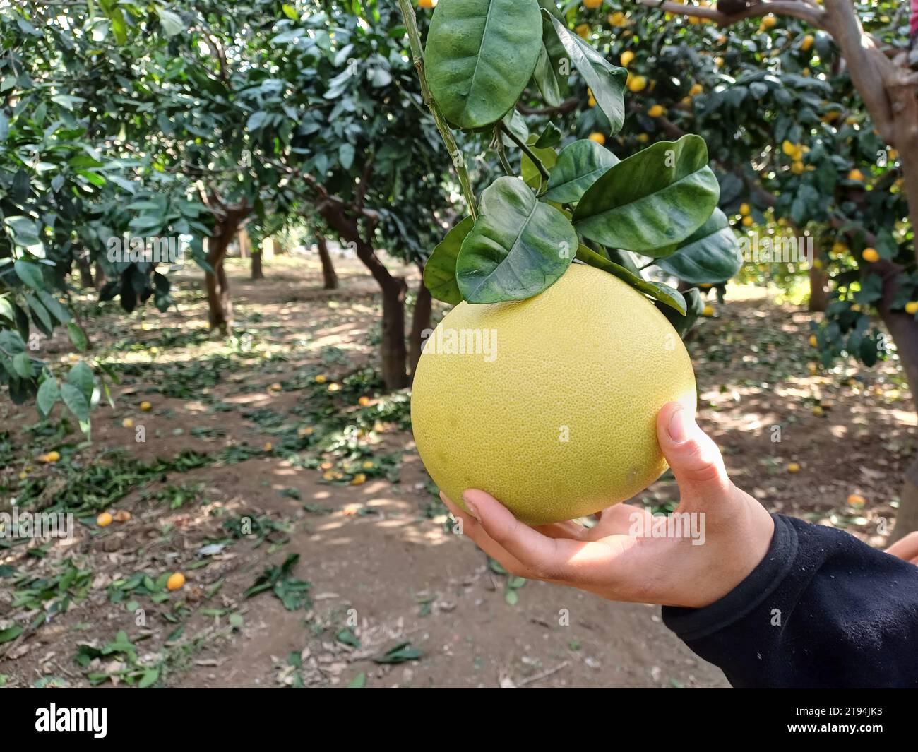 Men holding fresh pomelo in the garden ready to sell or eat. Grapefruit ...