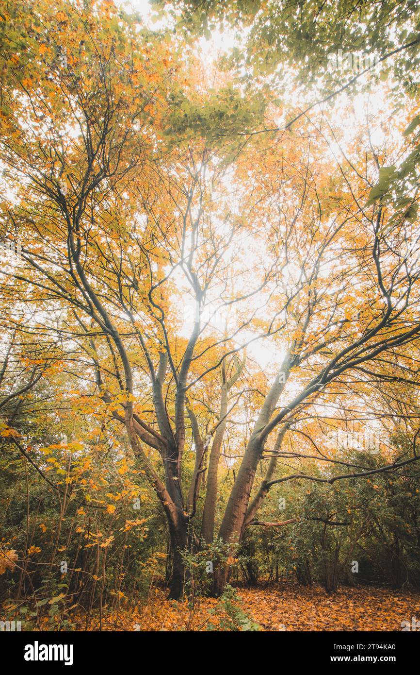 Autumn colours in Sint-Baafskouter park in Ghent, Flanders region ...