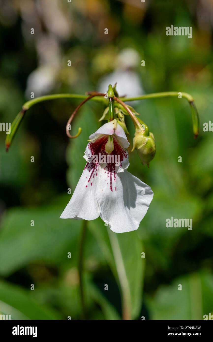 Close up of a dyers busy lizzie (impatiens tinctoria) flower in bloom ...