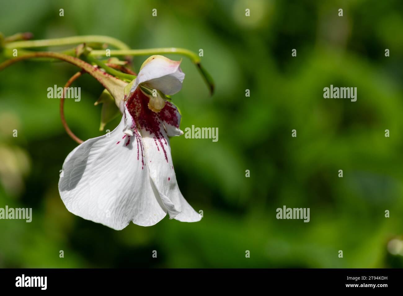 Close up of a dyers busy lizzie (impatiens tinctoria) flower in bloom ...