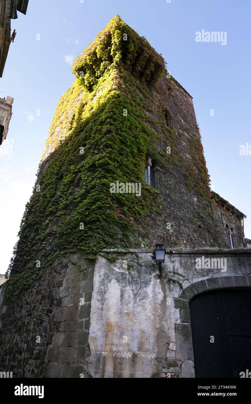 The Sande Tower covered with beautiful ivy in the old town of Caceres ...