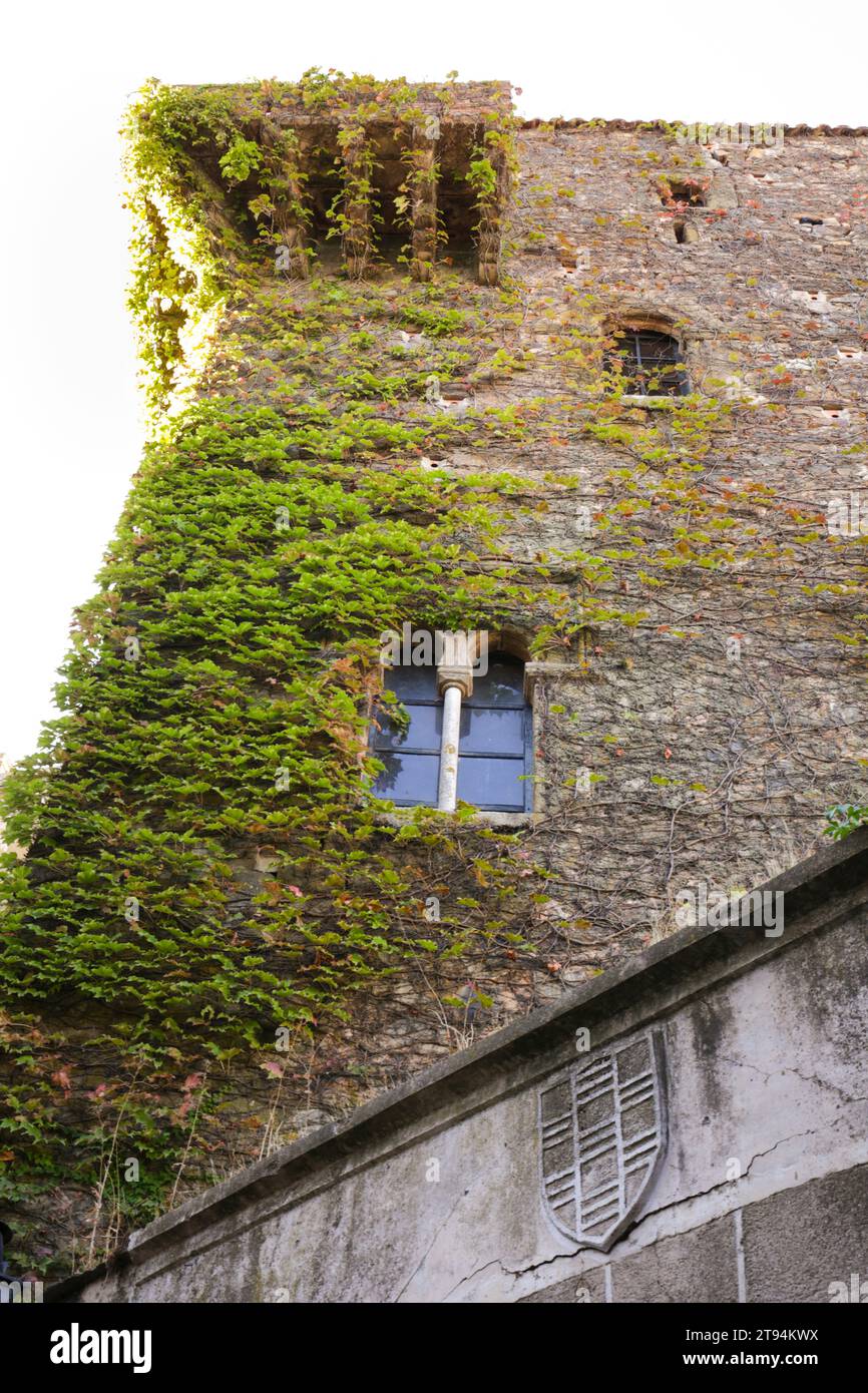 The Sande Tower covered with beautiful ivy in the old town of Caceres ...
