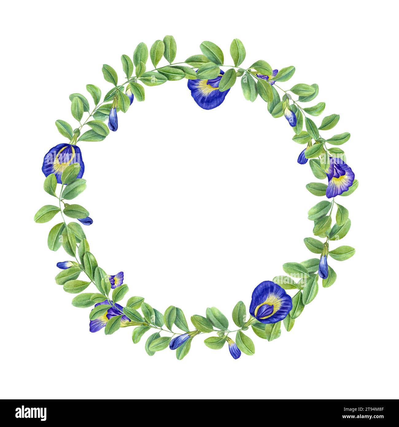 Climbing blue clitoria ternatea wreath. Green leaves, flowers, buds ...