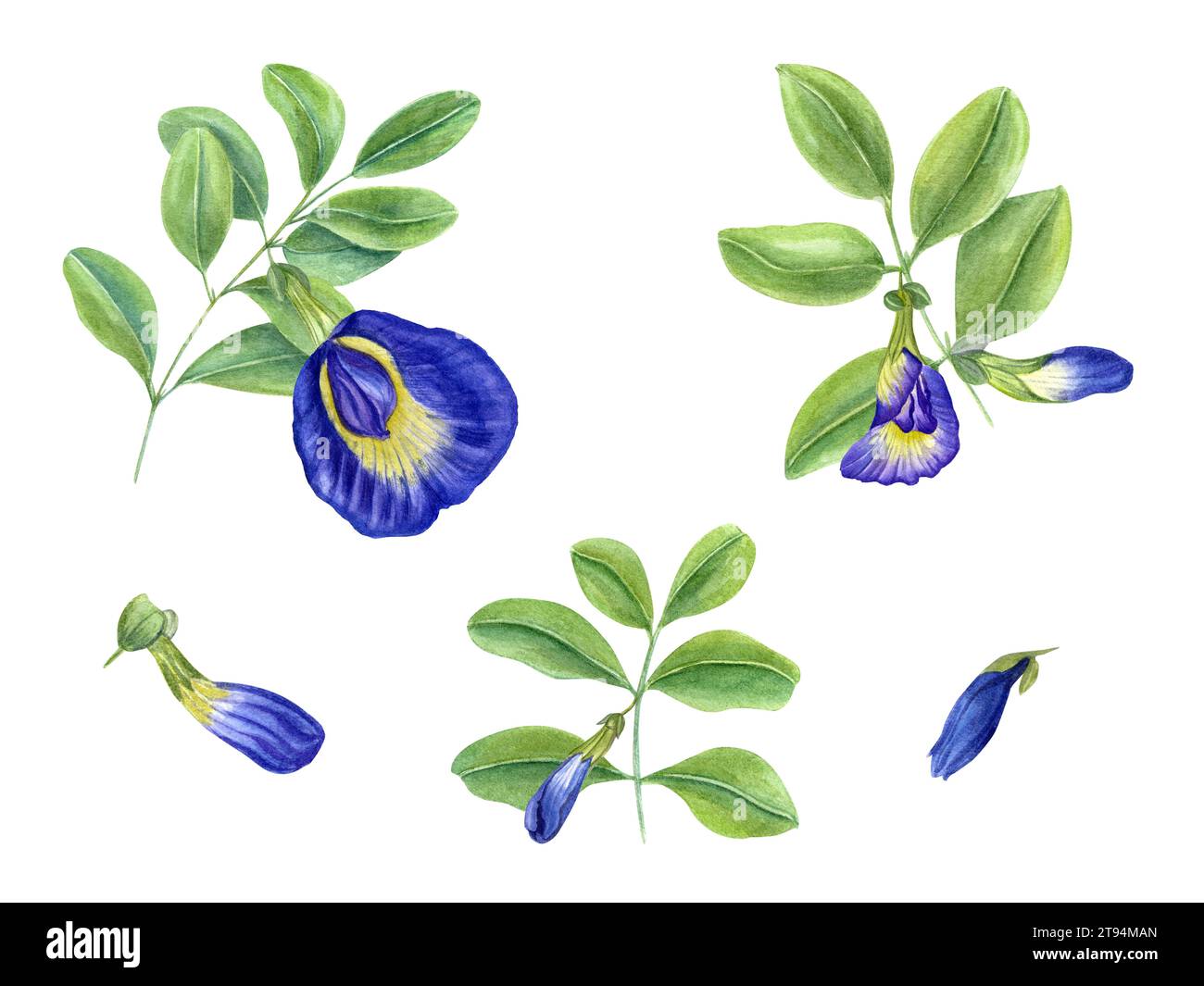 Blue clitoria ternatea in full bloom. Green leaves, flowers, buds and ...