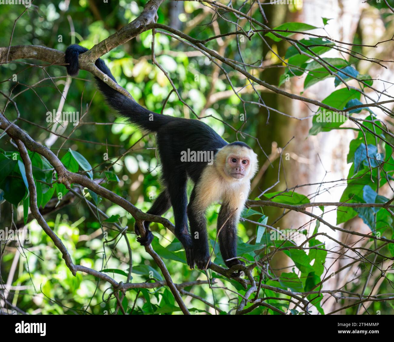 A wild capuchin monkey climbing in the trees in Costa Rica Stock Photo ...